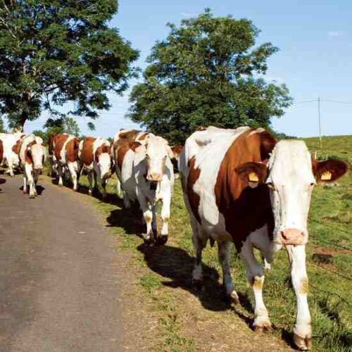 Raising Cattle & Beef: Articles and Ideas | Mother Earth News
